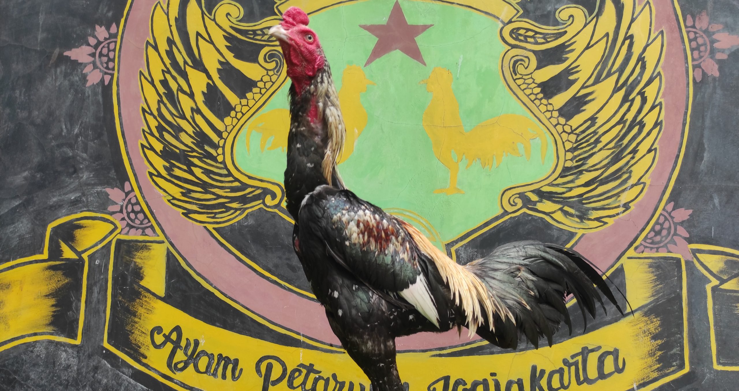 2x test"MALLOW MARATHON"KETAPEL mix BETINA SANKOEN {PART 012} obat ...